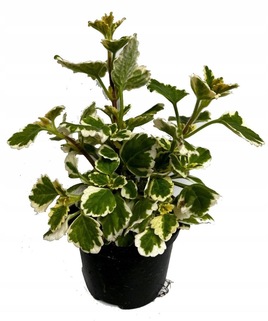 KOMARZYCA PLEKTRANTUS NA KOMARY DUŻA SADZONKA - 13565385345 - oficjalne ...