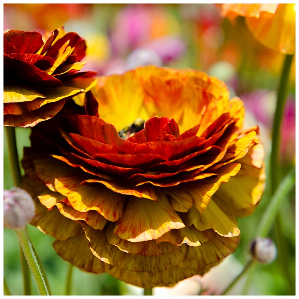 JASKIER Ranunculus Picotee Cafe cebulki 10 szt. + GRATIS - 14181456427 ...