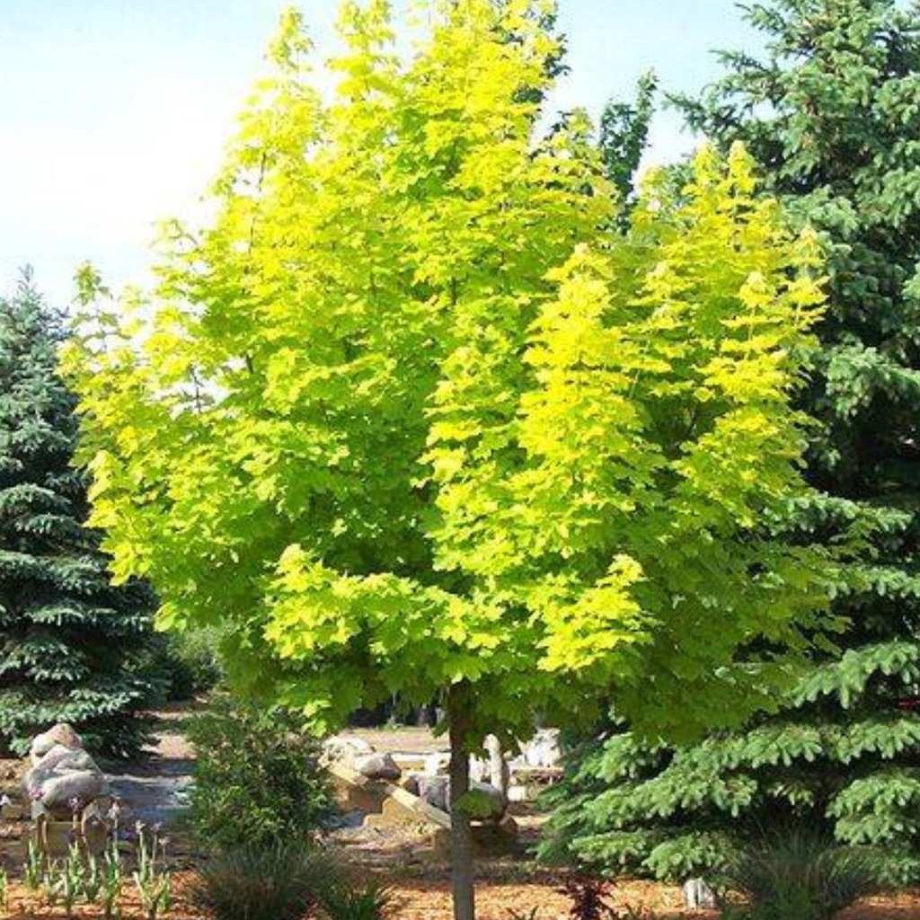 Klon pospolity Priceton Gold szczepiony na pniu Pa SADZONKA - 13733220716 - oficjalne archiwum ...