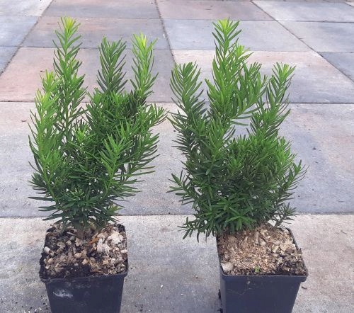 CIS HICKSI - KOLUMNOWY POKRÓJ -SZYBKO ROŚNIE - 7848126478 - oficjalne ...