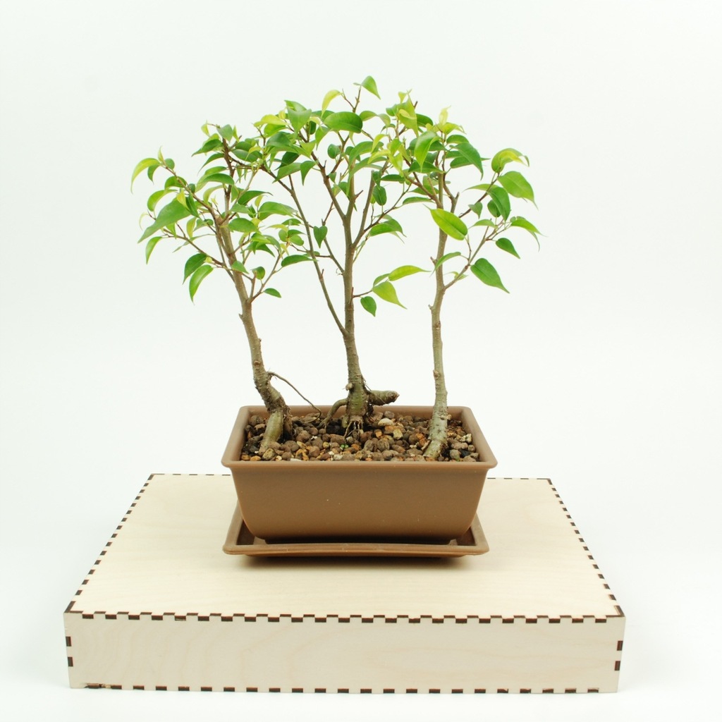 Bonsai - Fikus Benjamin - Wewnętrzne - 12554572886 - oficjalne archiwum ...