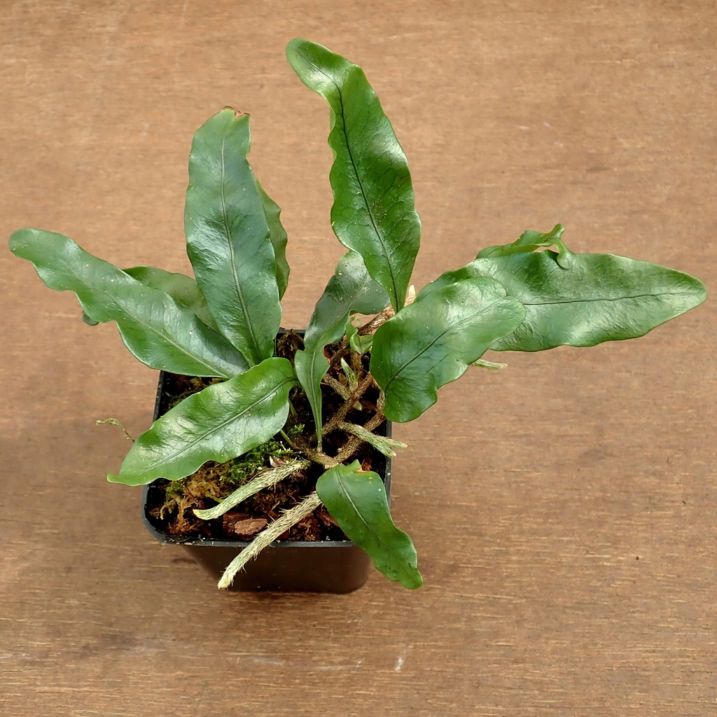 PAPROĆ Microgramma nitida - wiwarium - 12440884061 - oficjalne archiwum ...