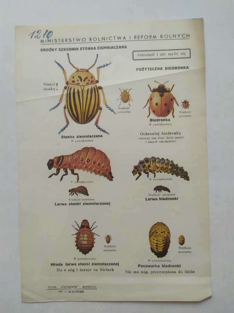 Stonka Ziemniaczana Biedronka Jak Odróżnić - 13476097969 - oficjalne ...