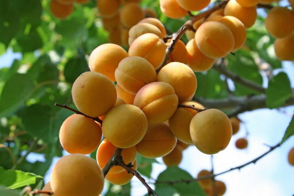 Morela Kolumnowa Somo 'prunus armeniaca' z donicy - 11996807602 ...