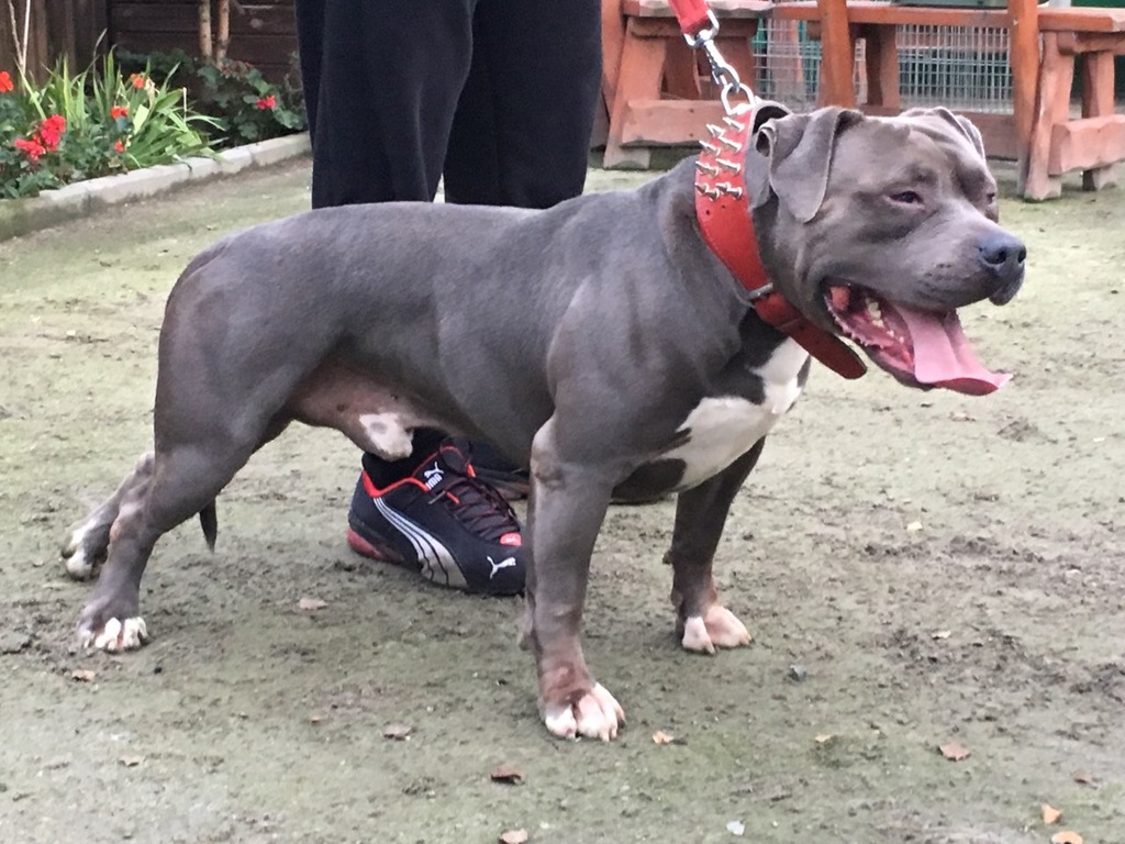 AMERICAN STAFFORDSHIRE TERRIER AMSTAFF BLUE - 7085830431 - oficjalne ...