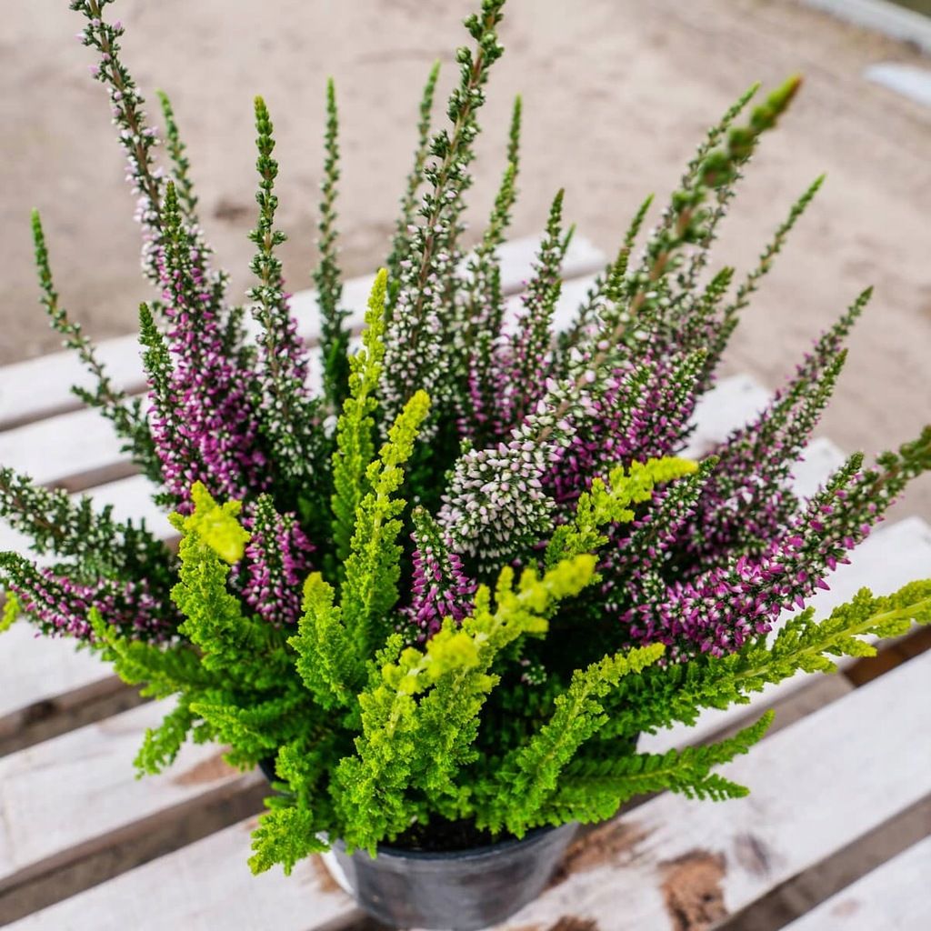 Wrzos pospolity Trio Mix 3 kolorów sadzonki - 14195832064 - oficjalne ...