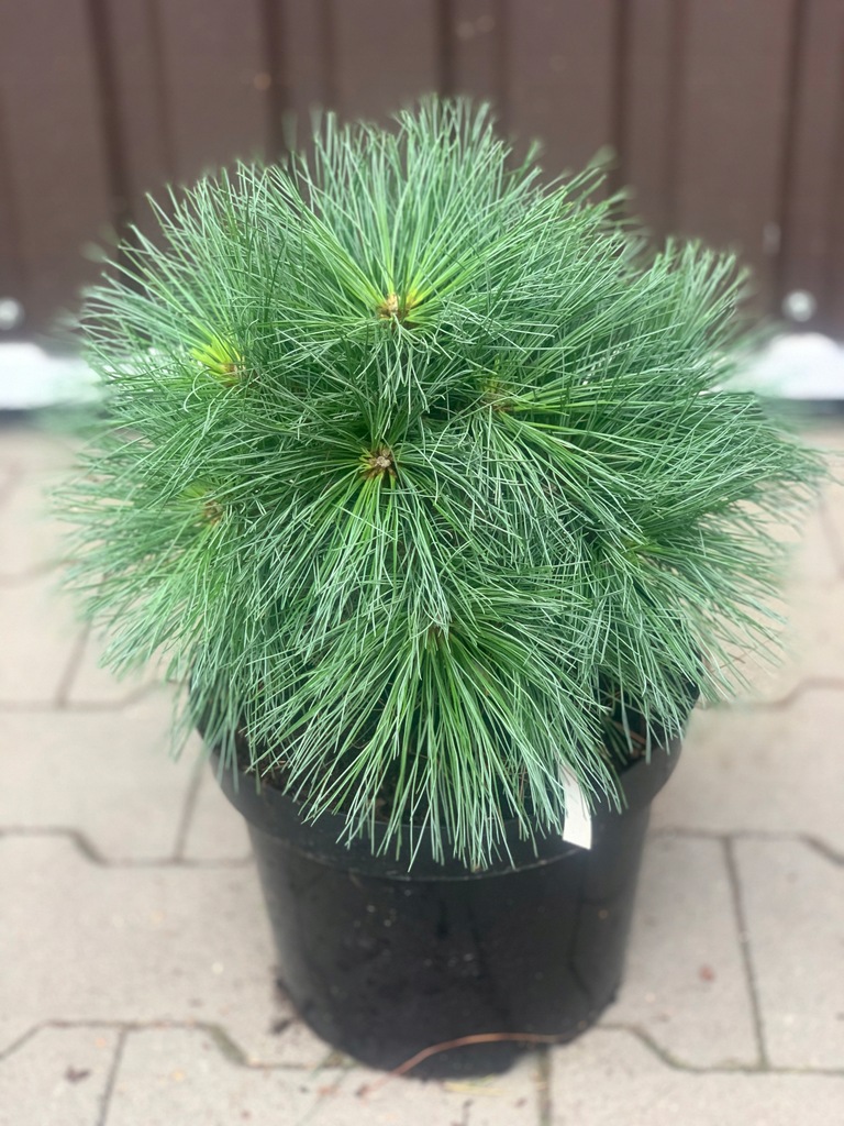 Sosna wejmutka Greg kula duża roślina - 11022270030 - oficjalne ...