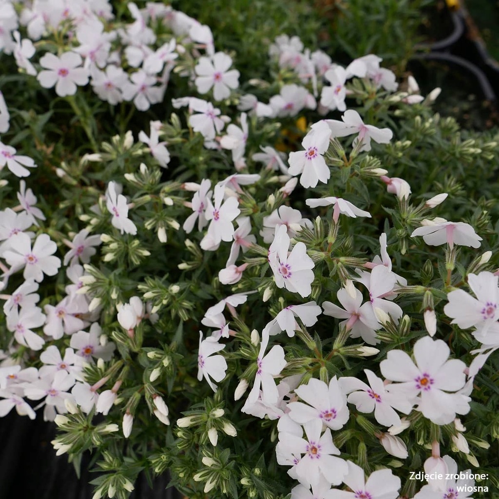 Płomyk szydlasty Floks Amazing Grace sadzonka - 12428076469 - oficjalne ...