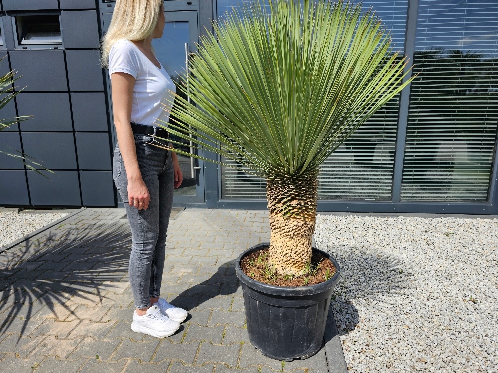 YUCCA ROSTRATA 160CM JUKA JUCA PALMA MROZOODPORNA ROŚLINA YUCA PALMY ...