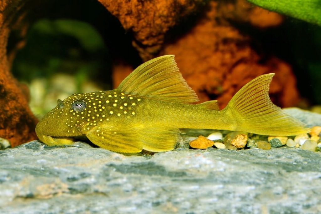 Zbrojnik L 200 - Hemiancistrus subviridis - 12069187415 - oficjalne ...