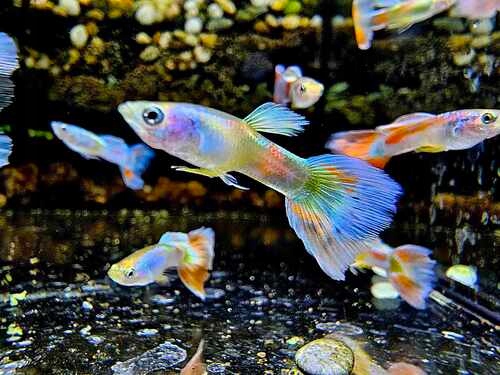 Gupik "Tęczowy" SAMCE - 15155088118 - oficjalne archiwum Allegro