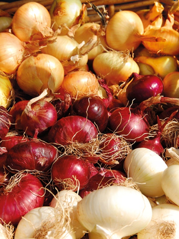 Sadzonka CEBULA DYMKA MIX 250g czerwona biała żółt - 13199303455 ...