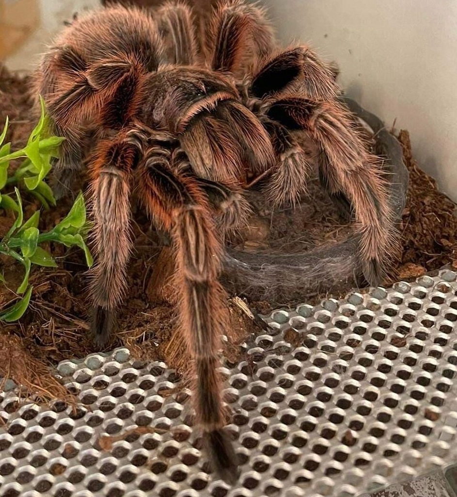 Grammostola rosea “red” L2/3 PTASZNIK PAJĄK - 13270680762 - oficjalne ...