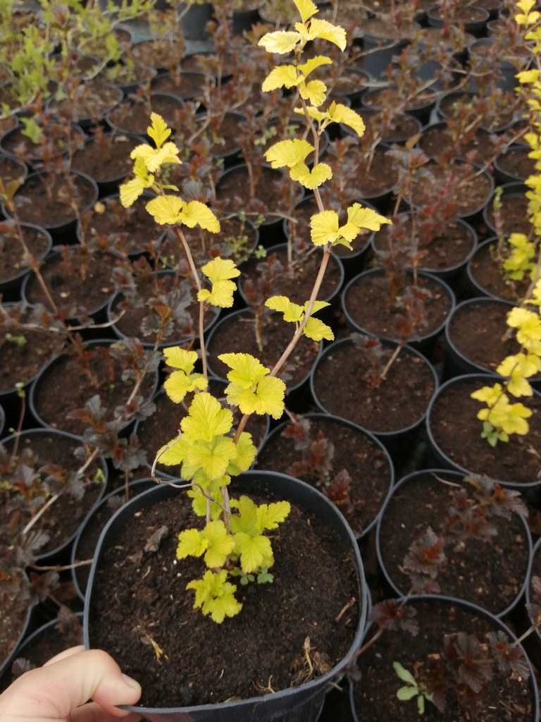 Pęcherznica kalinolistna ,, Luteus,, sadzonka 2l - 9262659974 - oficjalne archiwum Allegro