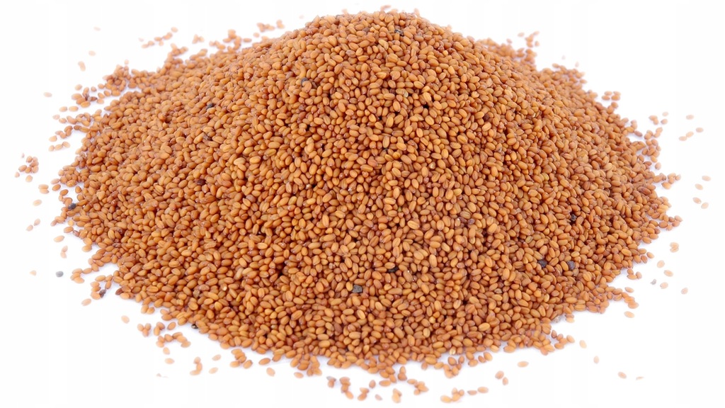 LNIANKA Rydz lennica judra lnicznik nasiona - 1kg - 7712185518 ...