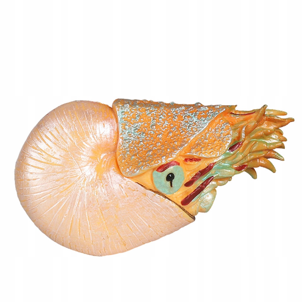 Conch Toy Ornament Nautilus Statue - 15136197519 - oficjalne archiwum ...