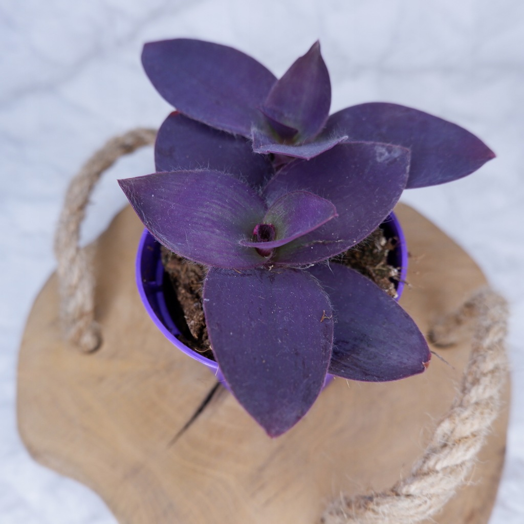 TRADESCANTIA PALLIDA PURPLE HEART TRZYKROTKA d.7cm - 12782607381 ...