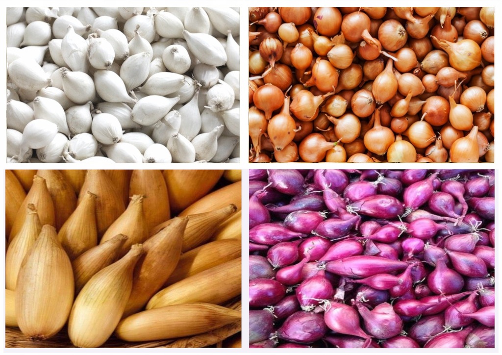 Cebula Dymka Wiosenna (Czerwona Biała Cukrowa Żółta) MIX 4 odmiany po ...