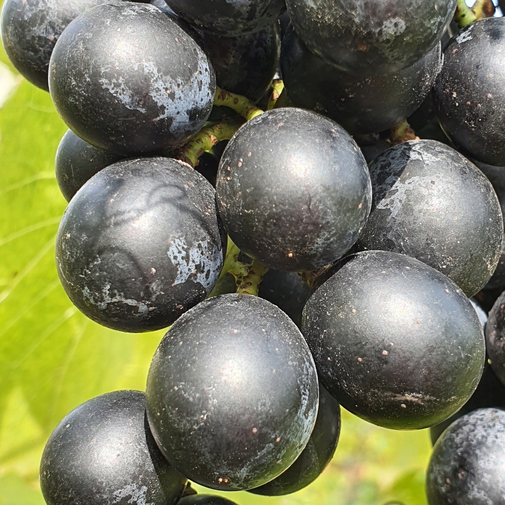 Winorośl Muscat Bleu 1L ciemna muszkatowa deserowa - 10855829972 ...