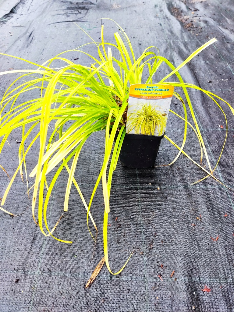 Carex turzyca Everillo zimozielona ŻÓŁTA NOWOŚĆ P9 - 14076090345 ...