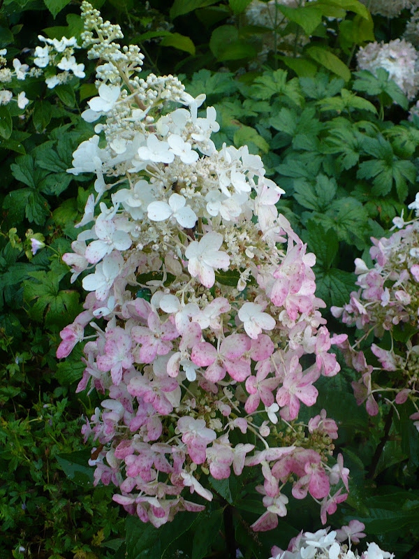 Hortensja bukietowa Ruby Angels Blush - 11967721969 - oficjalne archiwum Allegro