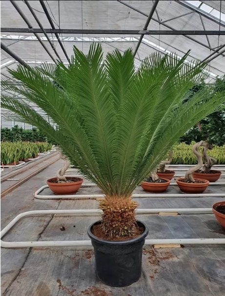 CYKAS PALMA SAGOWIEC ogromna sadzonka - 12335668395 - oficjalne ...