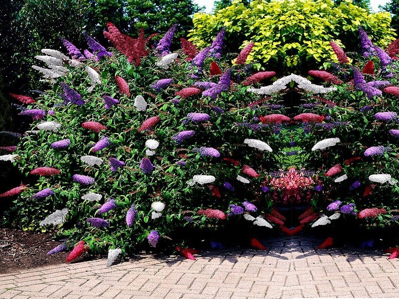 Budleja, motylica Tricolor- paszport - 11734861942 - oficjalne archiwum ...