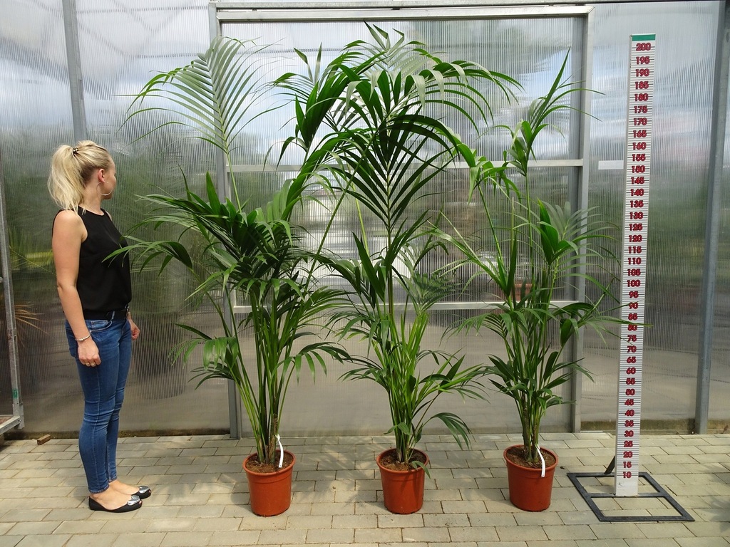 HOWEA FORSTERIANA KENTIA KENCJA PALMA DOMOWA PALMY - 8316094544 ...