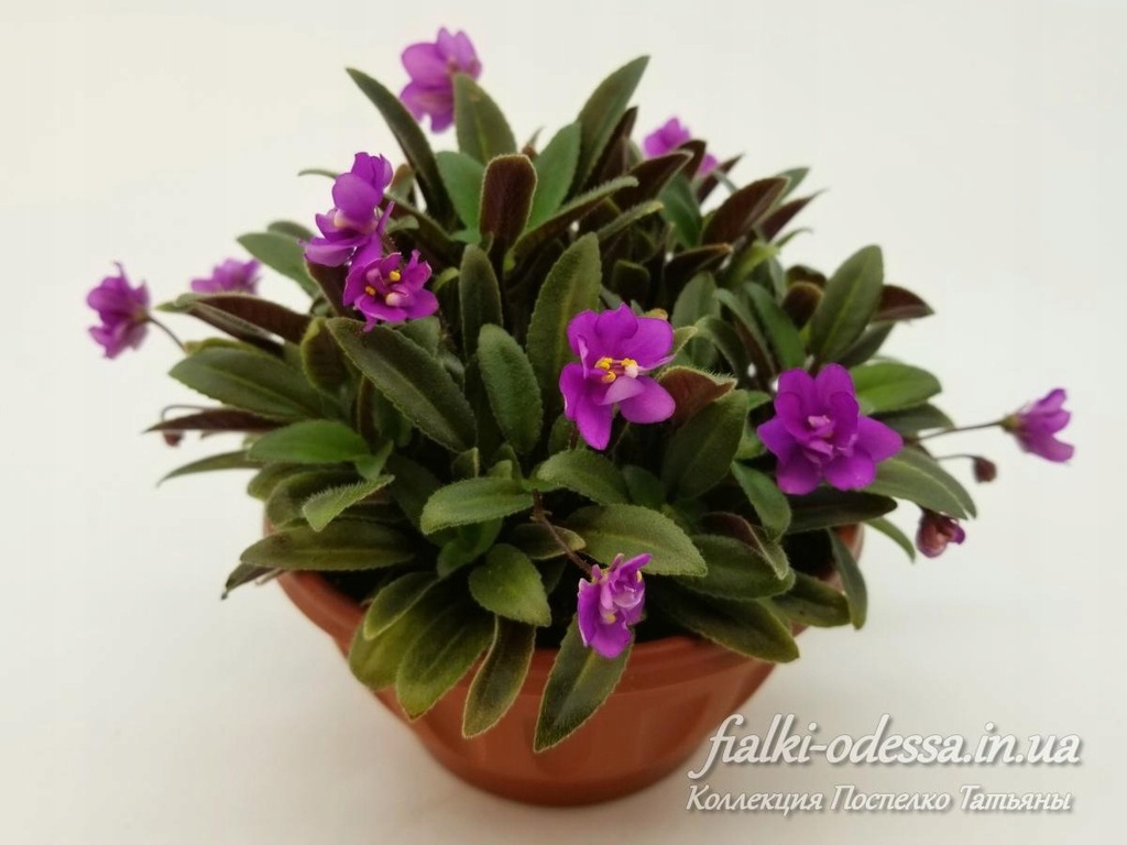 Fiołek afrykański-liść- SENK'S AZALEA TRAIL - 12632179153 - oficjalne ...