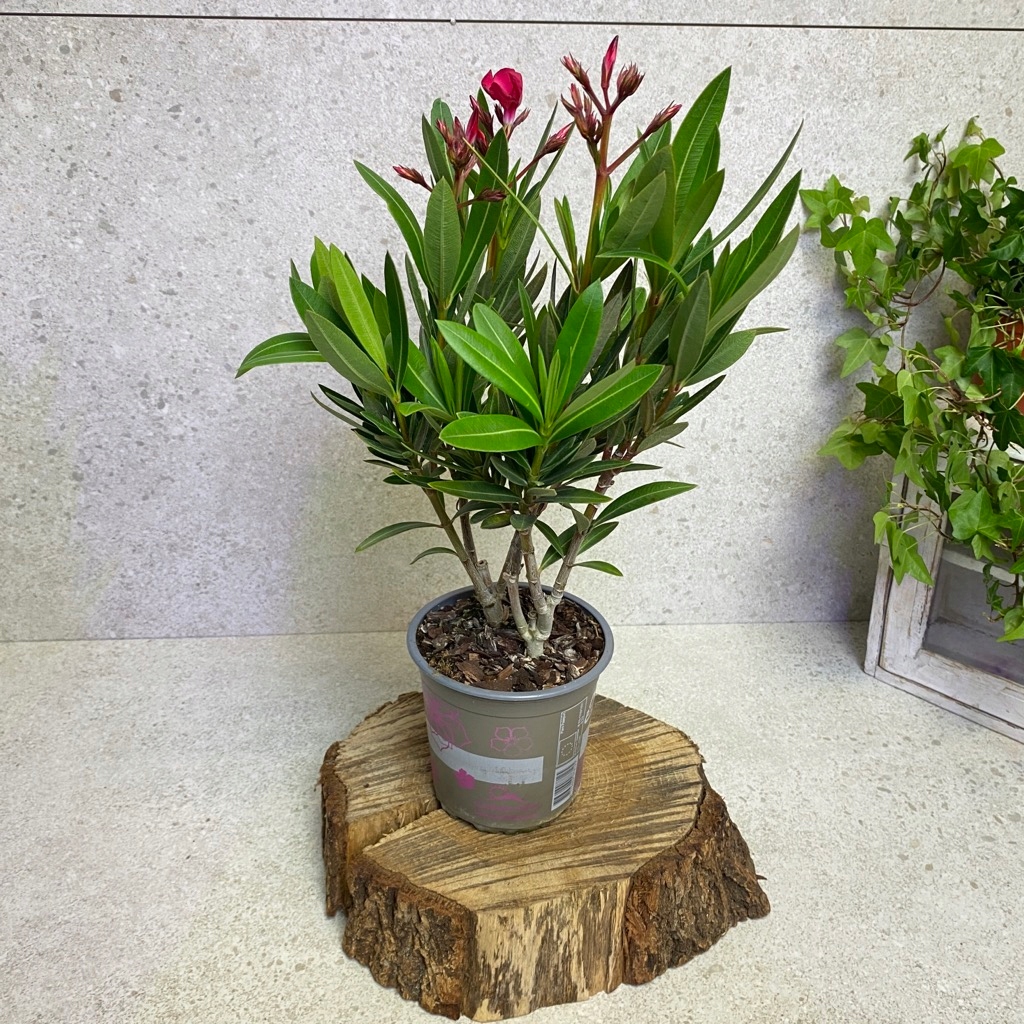 Oleander Pospolity Nerium Oleander - 13657158873 - oficjalne archiwum ...