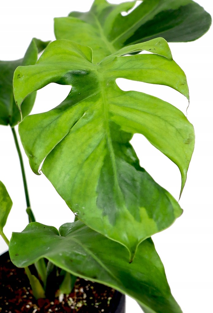 Monstera Contorta Lime Variegata Rośliny Kolekcjonerskie sadzonka DØ12 ...