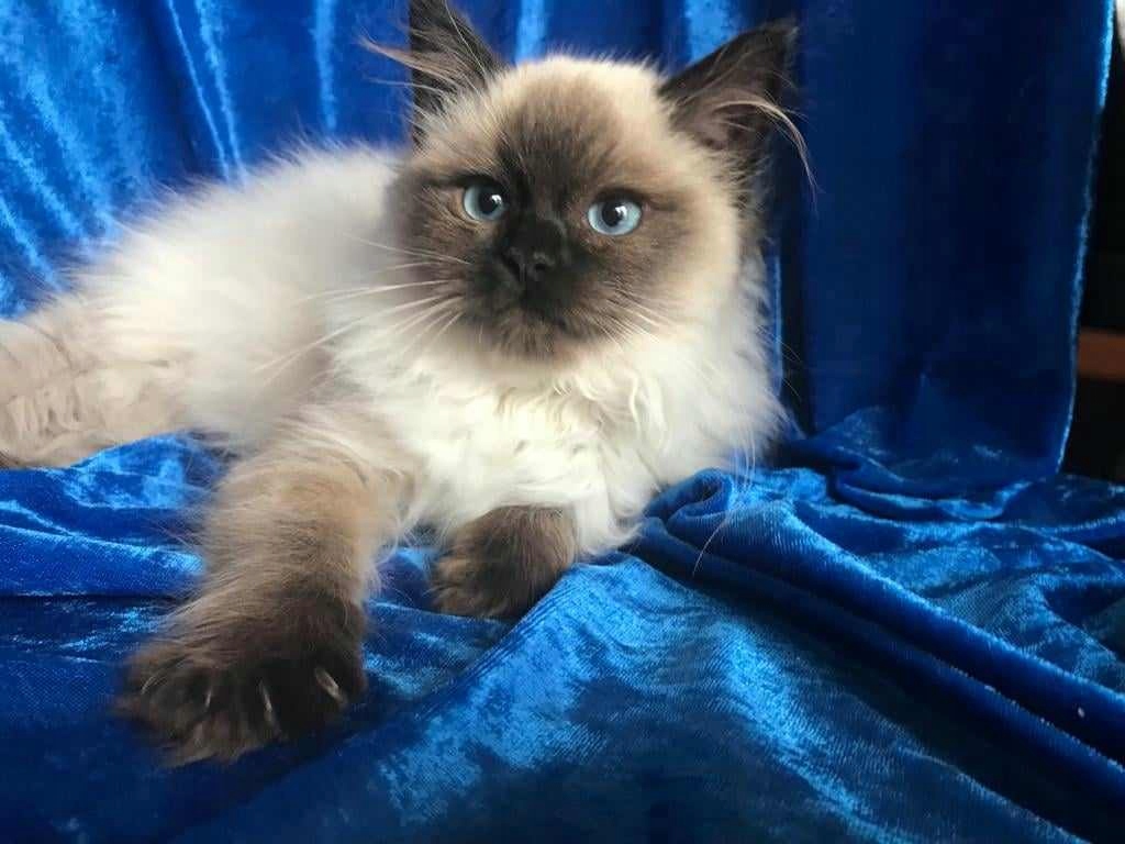 KOT RAGDOLL - 14623479013 - oficjalne archiwum Allegro