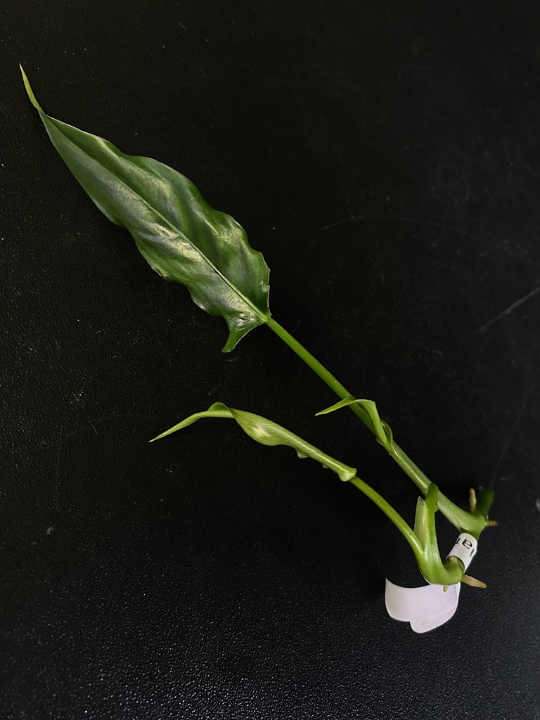 Filodendron ~~ PHILODENDRON HOLTONIANUM ~~ - 13219203837 - oficjalne ...