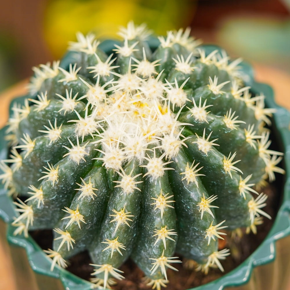 Echinocactus Brevispina IDEALNIE OKRĄGŁY Kwitnący Kaktus Długie Ostre Kolce - 13580433401 ...