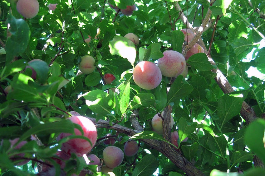 Śliwa karłowa Prunus domestica 'Renkolda Ulena' z donicy - 12615563686 ...