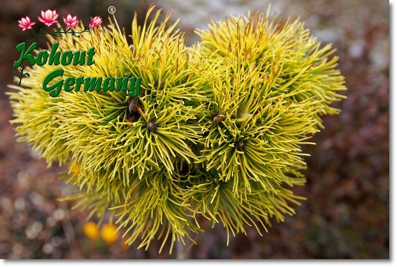 Pinus mugo 'Lemon' - !!! !!! !!! - 16788449301 - oficjalne archiwum Allegro