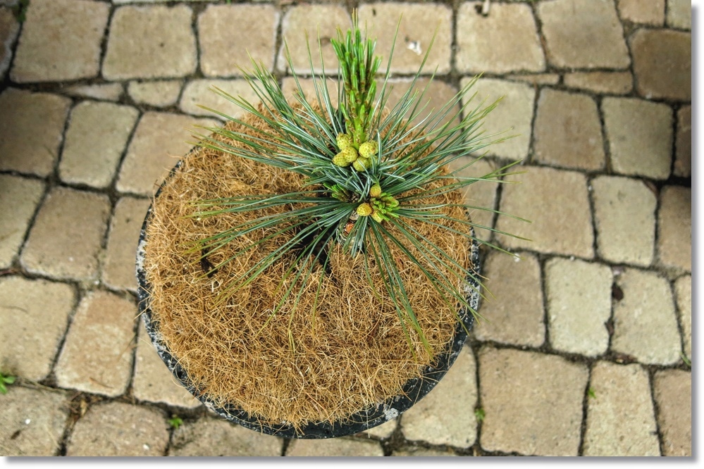 Pinus peuce 'Pacific Blue' - Unikat !!! - 12249852882 - oficjalne ...