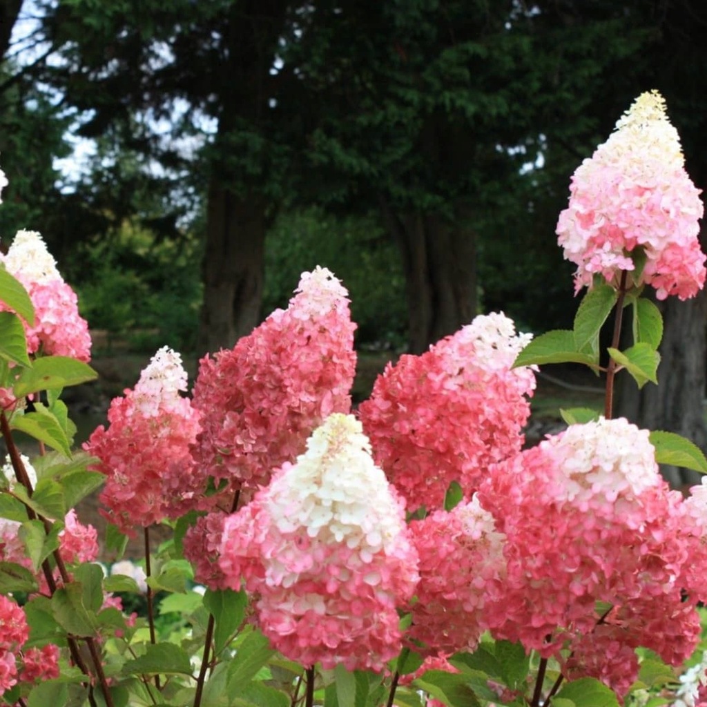 Hortensja bukietowa Strawberry Blossom (C2) - 13089148191 - oficjalne ...