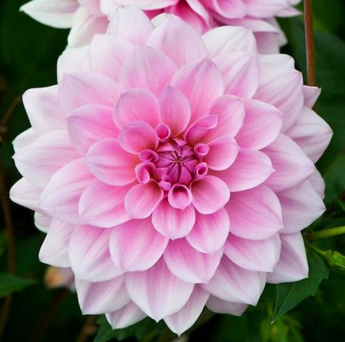 DALIA DEKORACYJNA RÓŻOWA PINK QUEEN 1 szt + gratis - 11749756373 ...