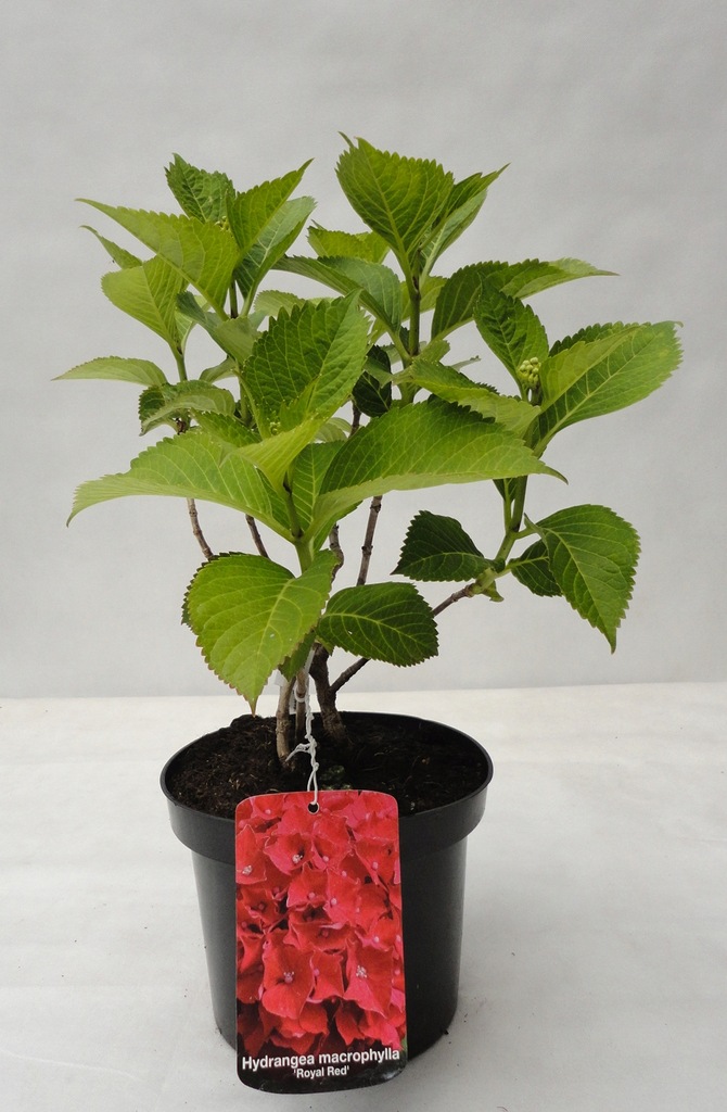 HORTENSJA OGRODOWA 'ROYAL RED' | HYDRANGEA - 12266759564 - oficjalne ...