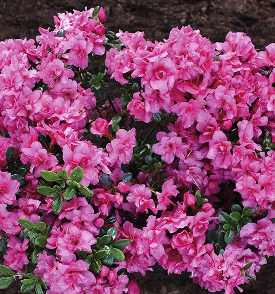 AZALIA japońska 'Karmasina Rose' - 12139305933 - oficjalne archiwum Allegro