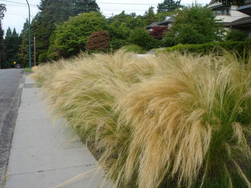 TRAWA OSTNICA PONY STIPA KOŃSKI OGON SADZONKA - 14475872174 - oficjalne ...