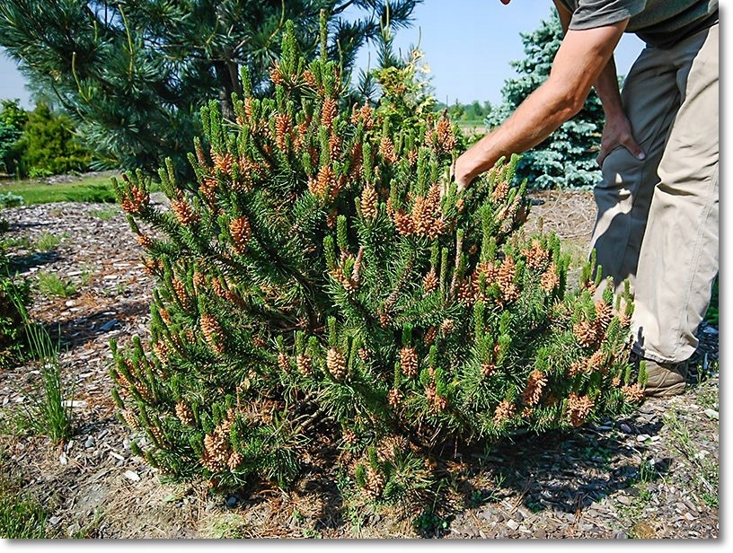 Pinus contorta 'Spanish Dwarf' - !!! !!! !!! - 13486766124 - oficjalne ...