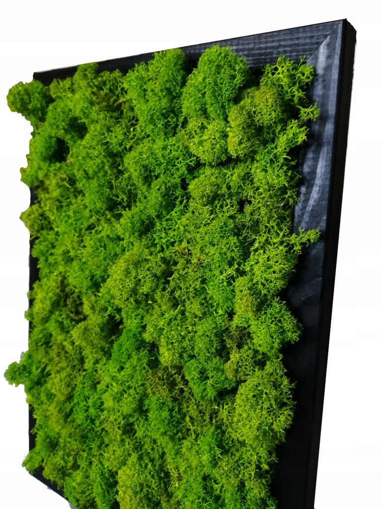 Mech w ramce. Chrobotek. Obraz z mchu. 21x30 cm. - 13086186594 ...