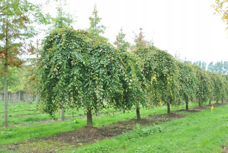 Grab pospolity PENDULA szczepiony NA PNIU 170 cm - 12238701421 ...