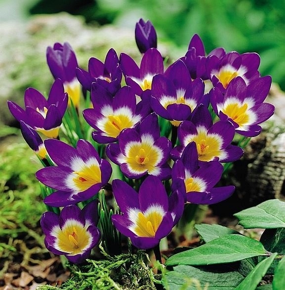 Krokus Tricolor cebule 5 sztuk . - 15238969375 - oficjalne archiwum Allegro