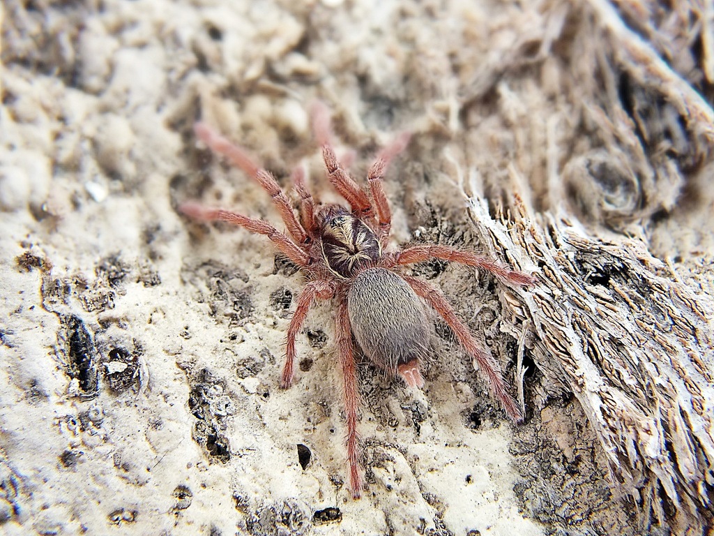 Neoholothele incei gold samica (SpidersForge) - 9060288067 - oficjalne ...