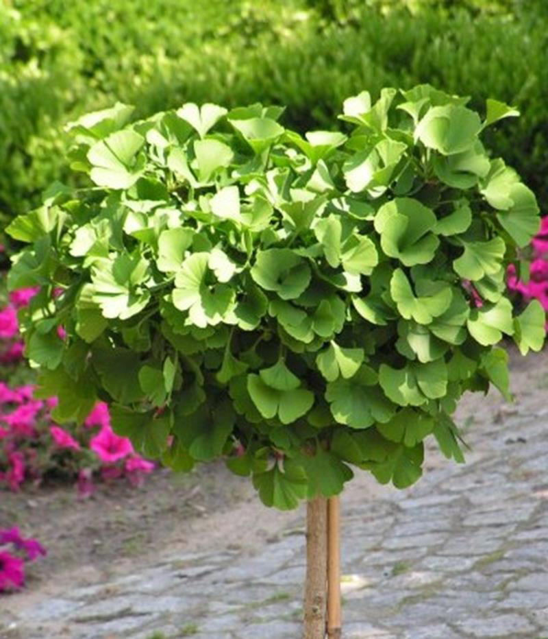 MIŁORZĄB Japoński MARIKEN na pniu 160cm W DONICY - 7526332303 ...