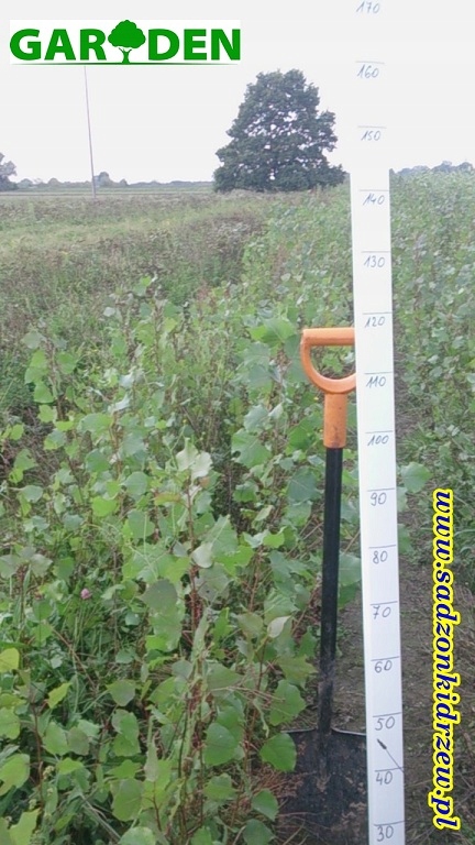 Topola czarna sadzonki 160 cm szybko rośnie!10sztu - 8473169941 ...