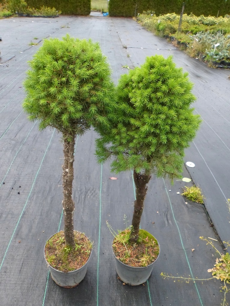 Świerk KONIKA CONICA konika kula PA 60-70cm C3 - 9335083448 - oficjalne ...